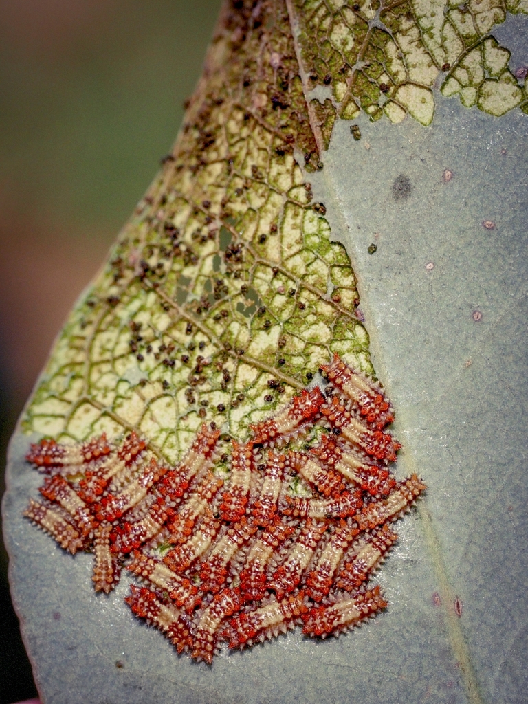 Four-spotted Cup Moth from Bangalay Ave/Overport Rd, Frankston South ...