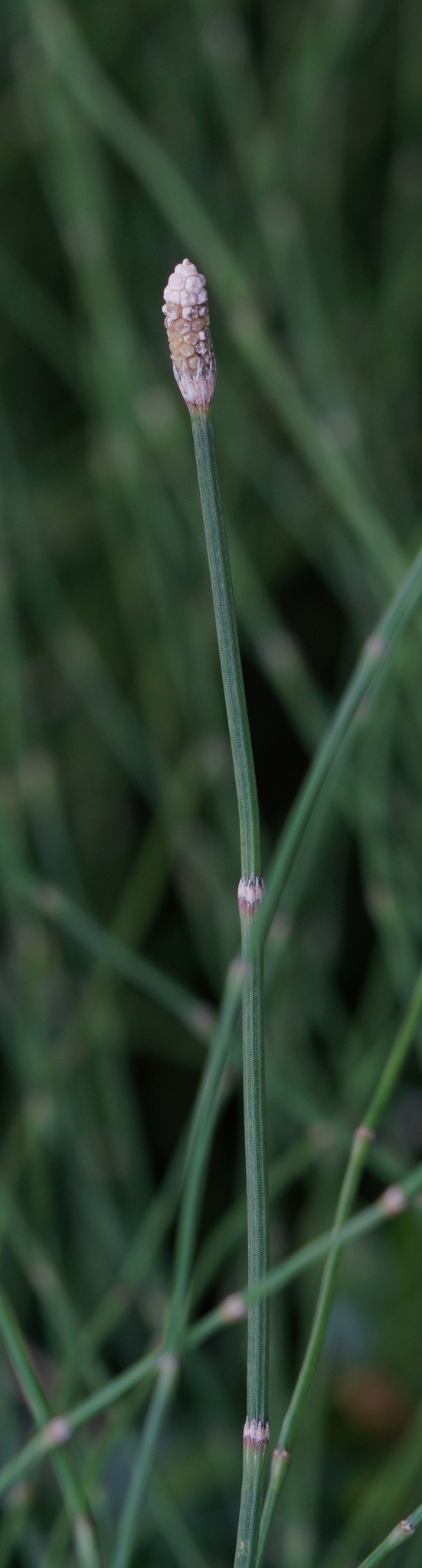 Equisetum ramosissimum subsp. debile (Roxb. ex Vaucher) Hauke