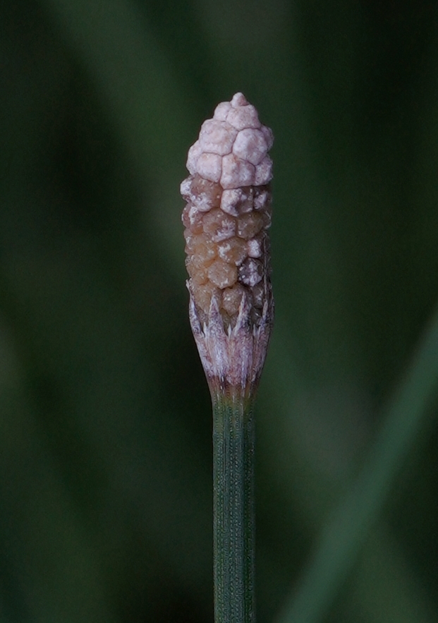 Equisetum ramosissimum subsp. debile (Roxb. ex Vaucher) Hauke