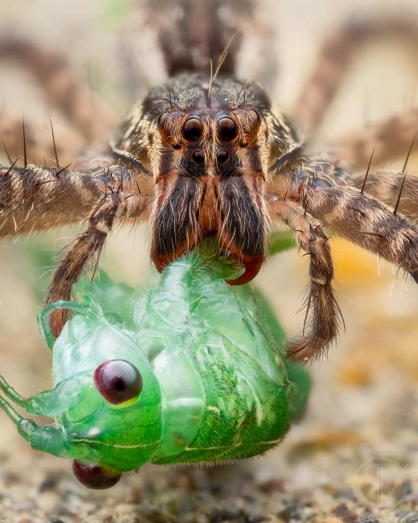 Wolf Spiders and Allies from 3 km al sur de Puerto Viejo de Sarapiquí ...