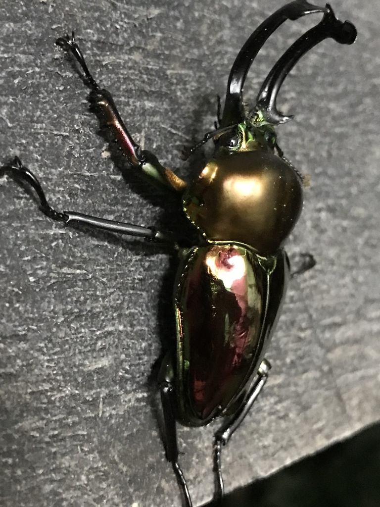 Rainbow Stag Beetle from Eacham Cl, Lake Eacham, QLD, AU on February 01 ...