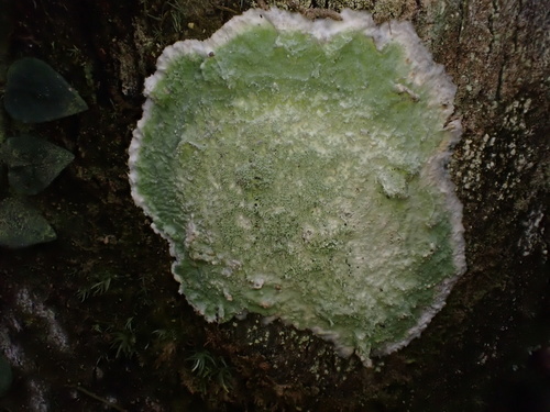 Cryptothecia scripta · iNaturalist