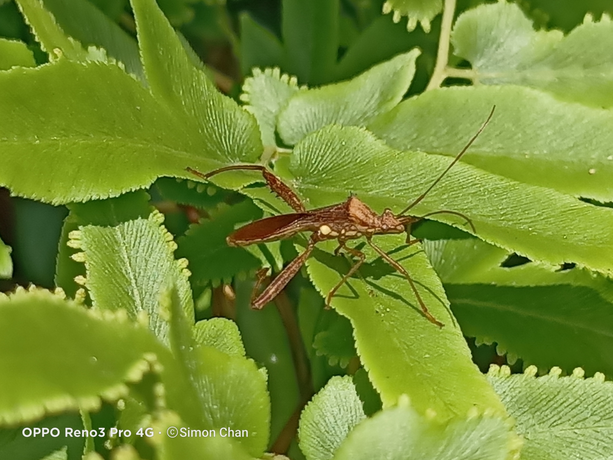 Riptortus pedestris (Fabricius, 1775)