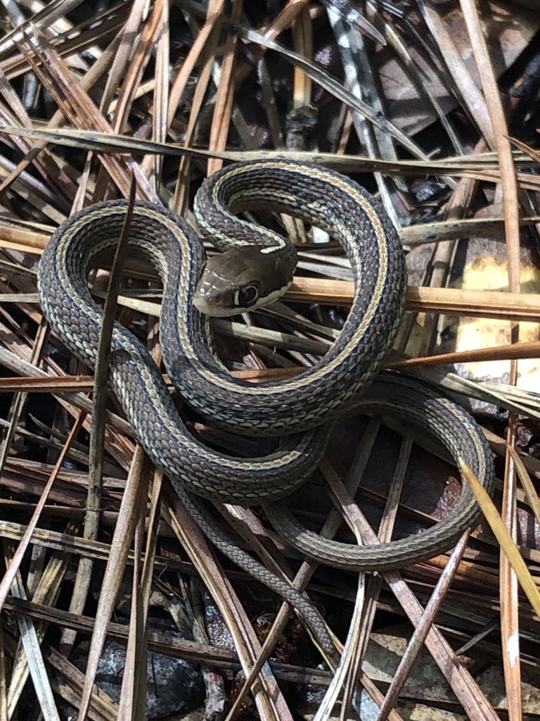 Eastern Ribbon Snake from Savannah Hwy, Ravenel, SC, US on August 26 ...