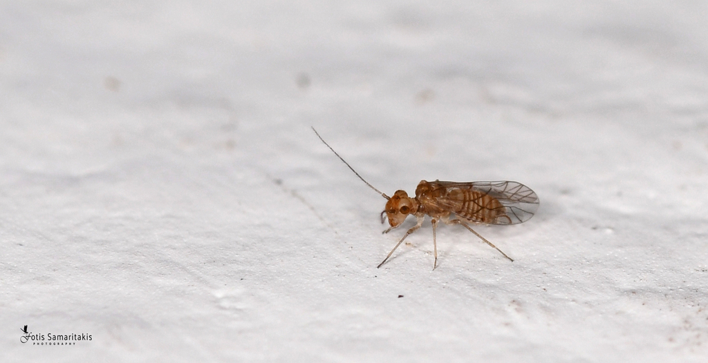 Lachesilla quercus from Κρήτη, Ελλάδα on January 14, 2022 at 03:01 PM ...