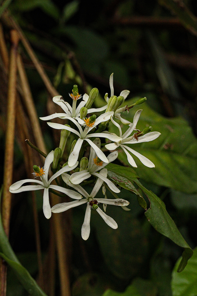 Turraea vogelii from Lomami River at Yamfira waterfront, Isangi ...