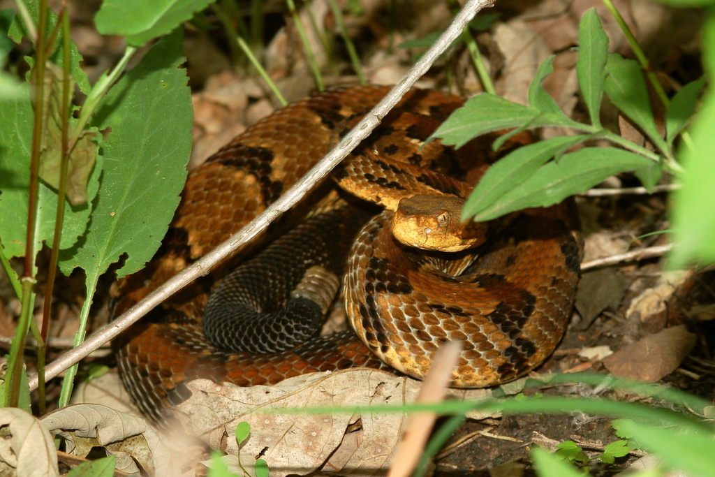 Timber Rattlesnake in July 2009 by squamatologist. Adult Timber ...