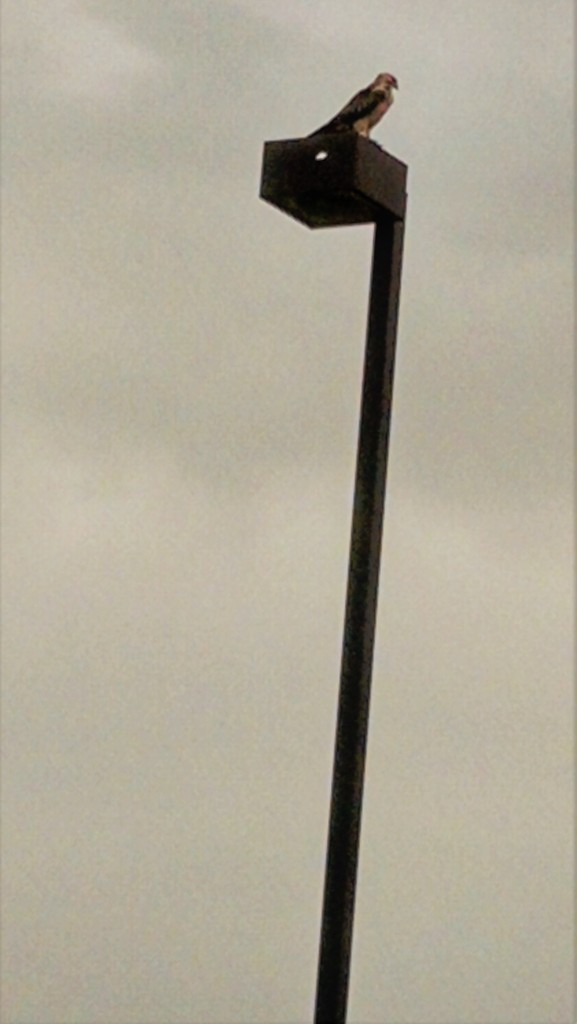 Buteos from Arapahoe County, CO, USA on September 14, 2015 at 04:25 PM ...