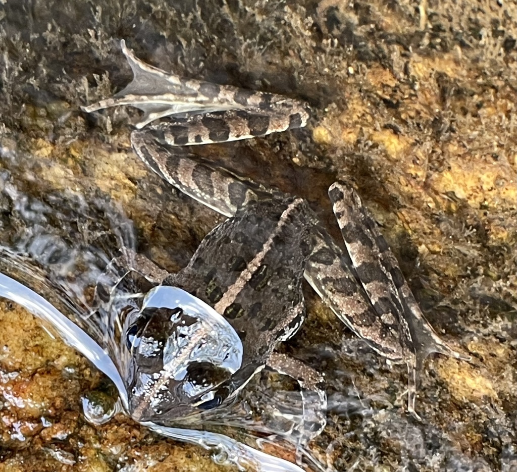 Common River Frog from Dzalanyama Forest Reserve, Central, MW on ...