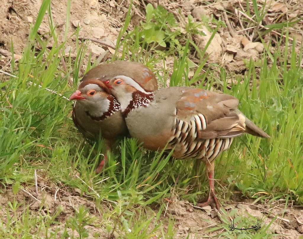 Barbary Partridge from Bordj Zemoura, Algérie on April 09, 2021 at 10: ...