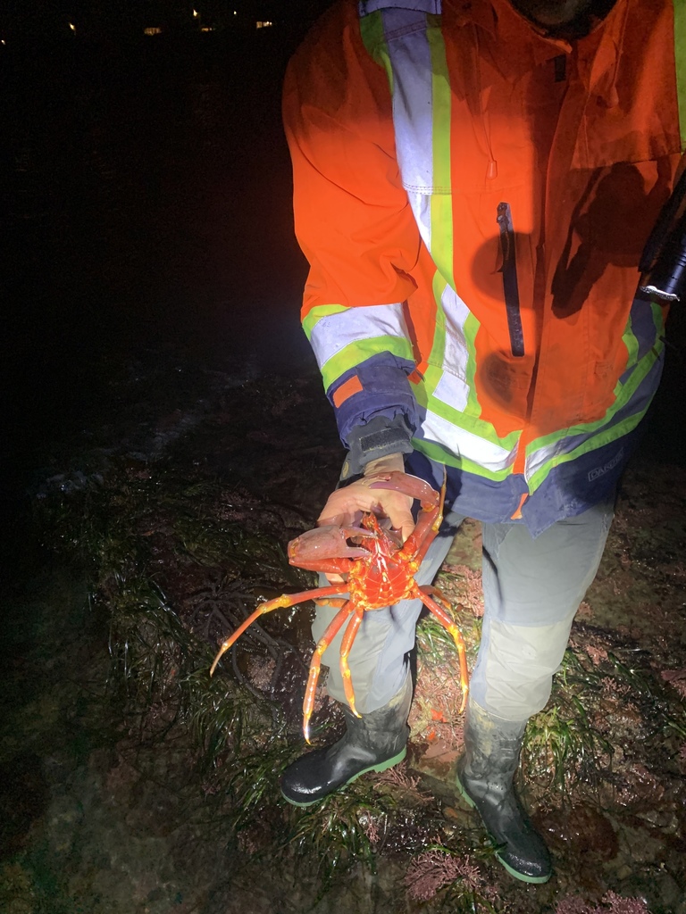 Northern Kelp Crab from Capital, BC, Canada on January 31, 2022 at 08: ...