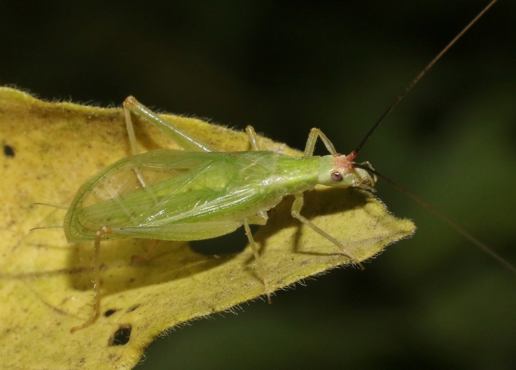 Different-horned tree cricket from Hidalgo, Texas, United States on ...