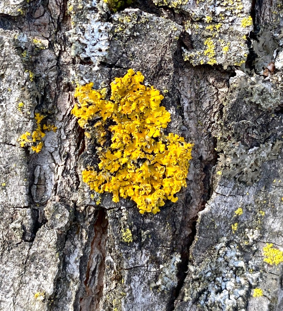 Hooded Sunburst Lichen from Petrie Island, Ontario on February 01, 2022 ...