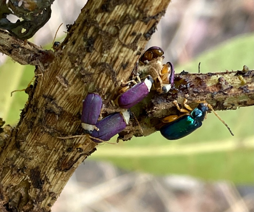 Flea Beetles from Dzalanyama Forest Reserve, Central, MW on November 28 ...