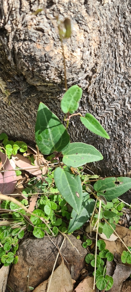 Clematis and leatherflowers from Garoo NSW 2340, Australia on February ...