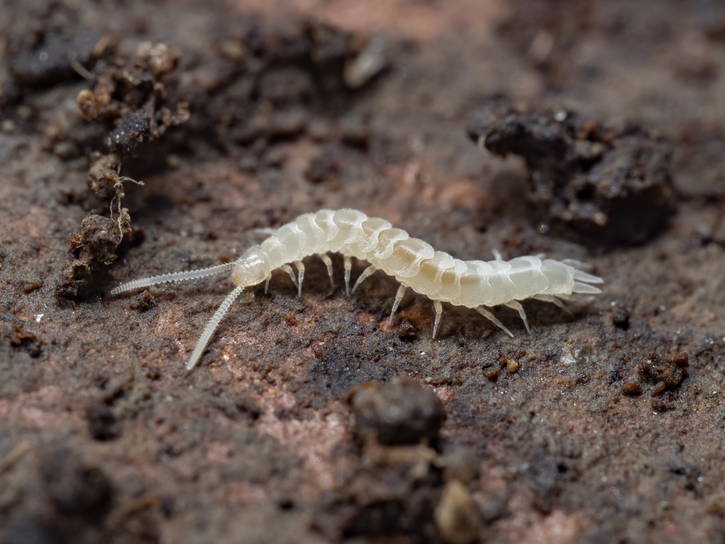 Scutigerella from East Ridge, TN, USA on February 01, 2022 at 02:23 PM ...