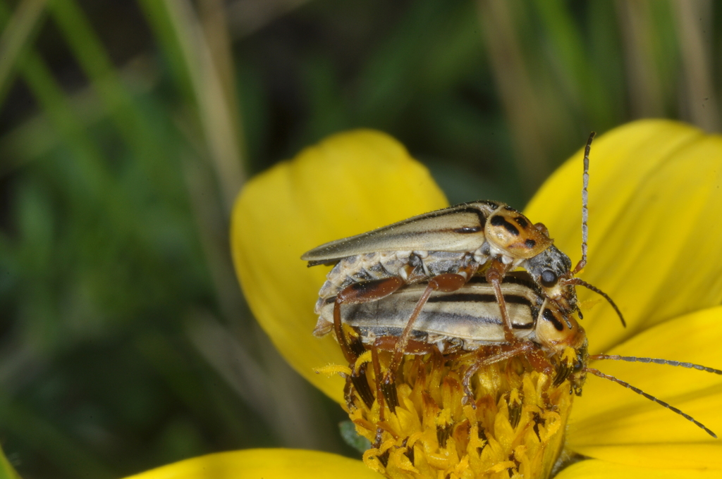 Chauliognathus scriptus from Calamuchita Department, Cordoba, Argentina ...