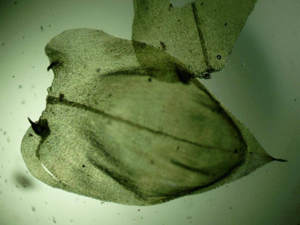 spoon-leaved moss (Bryoandersonia illecebra) - Botanical Realm