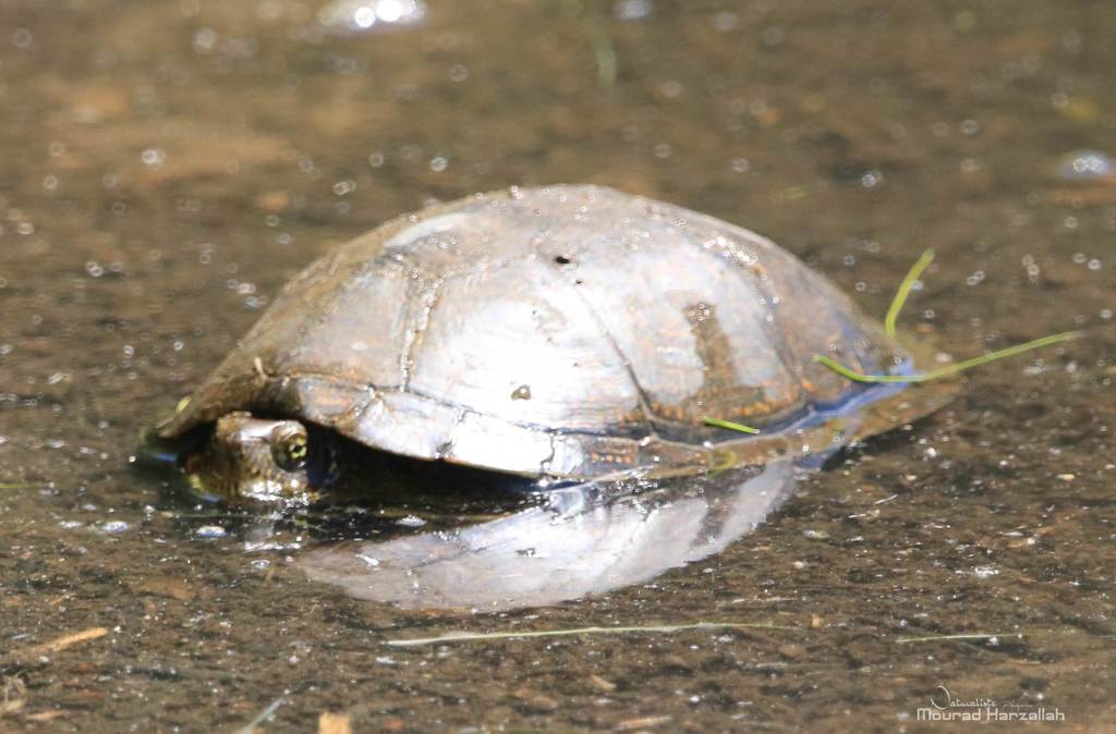 European Pond Turtle in May 2020 by mourad-harzallah · iNaturalist