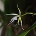 Fringed Star Orchid (Epidendrum ciliare) · iNaturalist