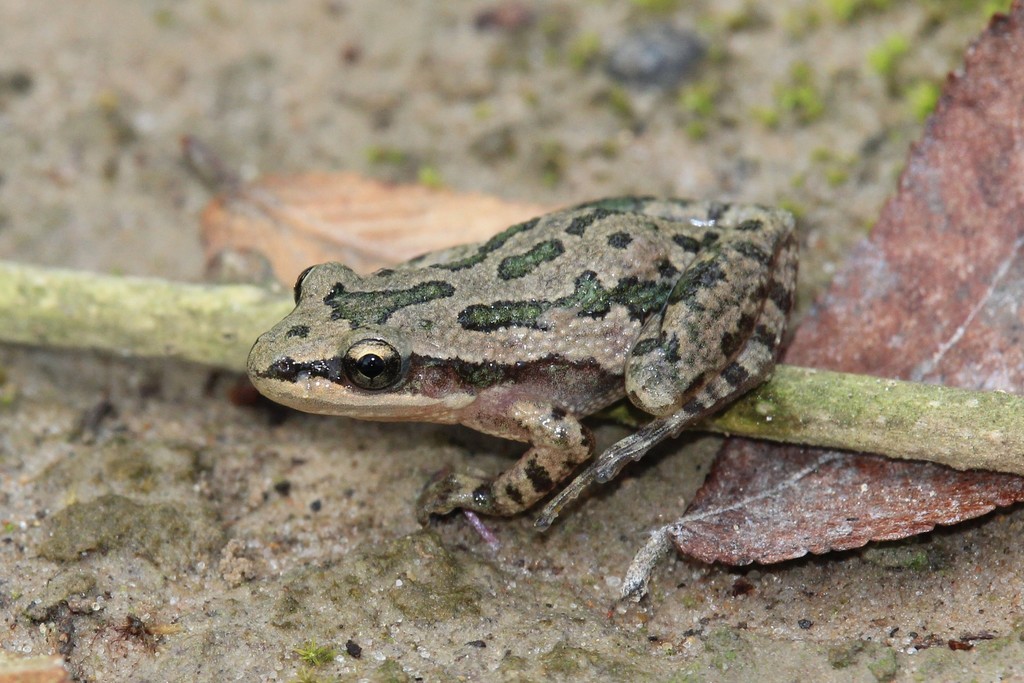 Spotted Chorus Frog in January 2022 by Michael Price. @sandboa ...