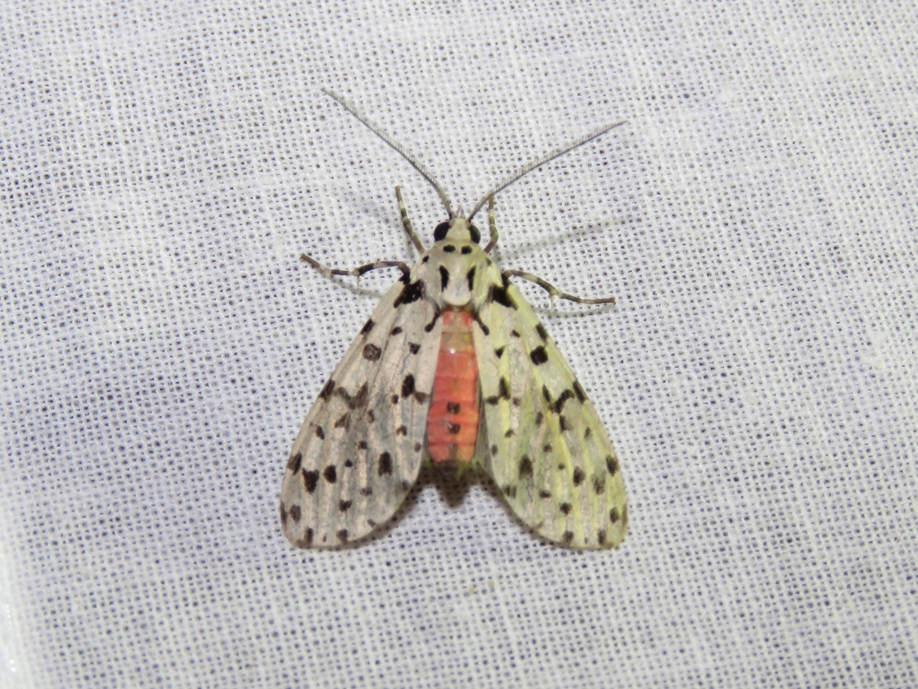 Eucereon punctata from Camacan - BA, Brasil on January 21, 2022 at 07: ...
