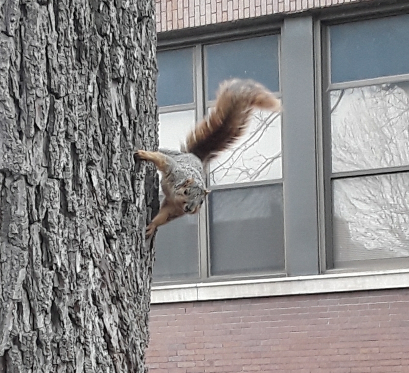 Eastern Fox Squirrel from Indianapolis, Indiana 46202, États-Unis on ...