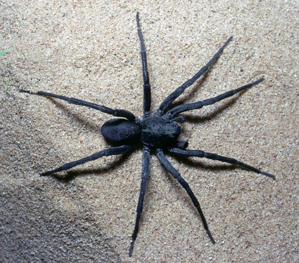 Geolycosa rafaelana from Doña Ana County, NM, USA on July 13, 1967 at ...