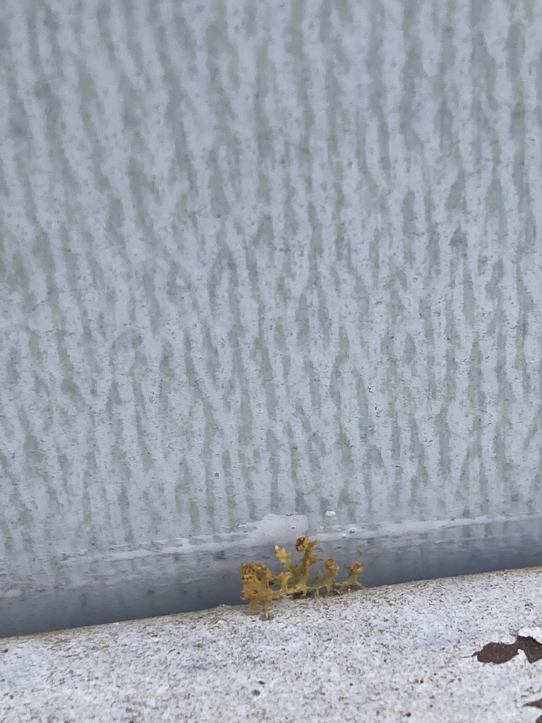 Golden-eye Lichen from Ardmore, OK, US on February 01, 2022 at 02:40 PM ...