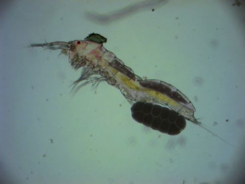 Family Leptopontiidae · iNaturalist