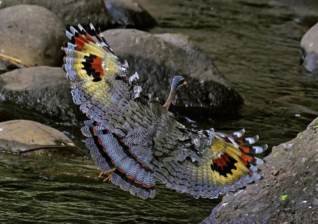 Sunbittern (Eurypyga helias) - Avian Discovery