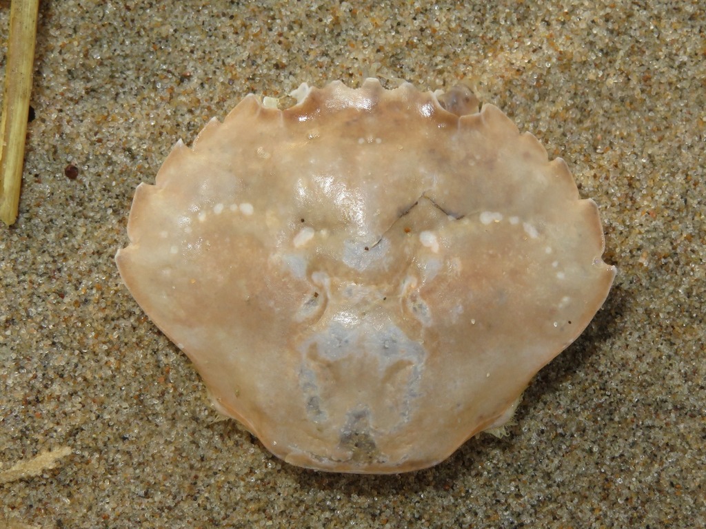 Flying Crab from Wassenaar, NL-ZH, NL on February 01, 2022 at 04:24 PM ...