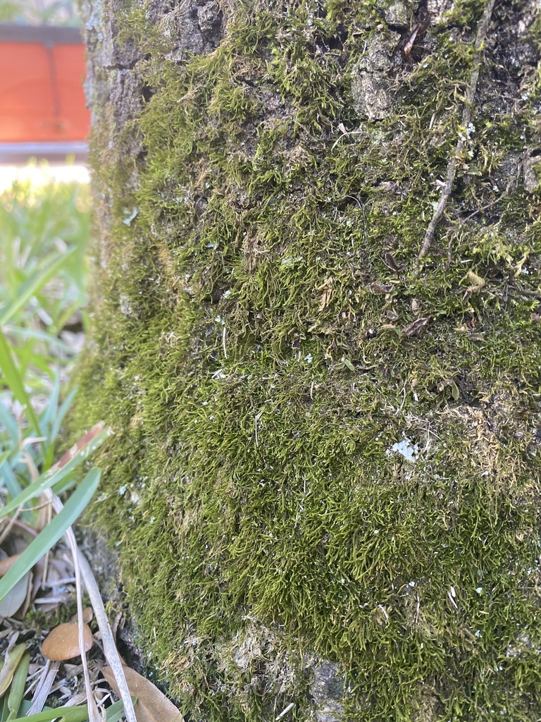 mosses from Terrace Brook Pl, Temple Terrace, FL, US on February 01 ...