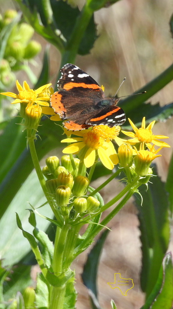 Texas ragwort from Kleberg, Texas, United States on February 01, 2022 ...