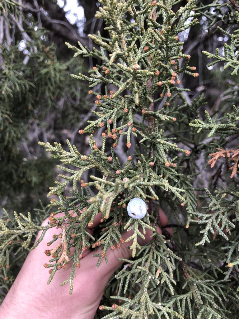 Utah Juniper from Fort Rock Rd, Prescott, AZ, US on February 01, 2022 ...