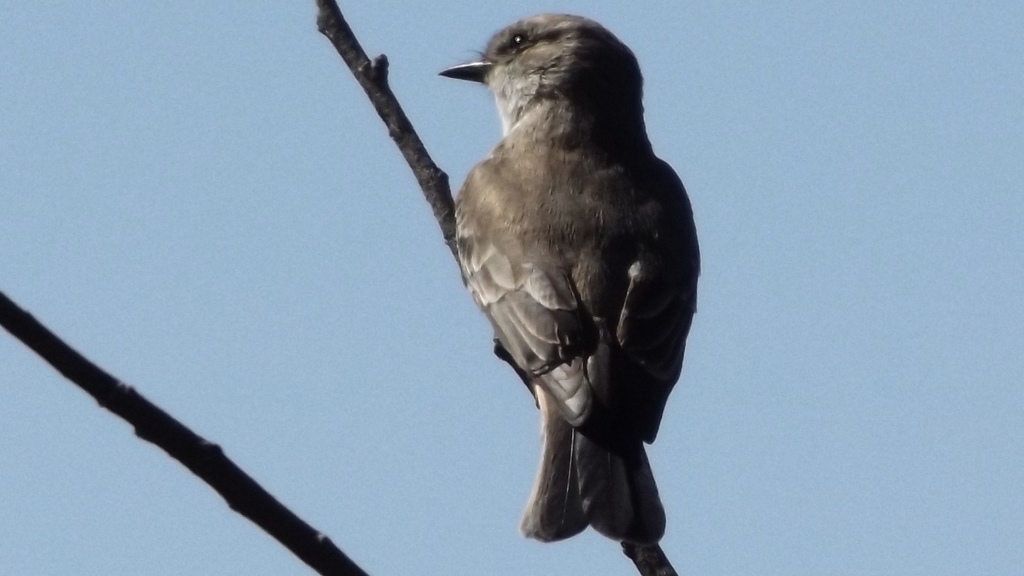 Say's Phoebe from Bosque El Centinela, Zapopan, JAL, MX on February 1 ...