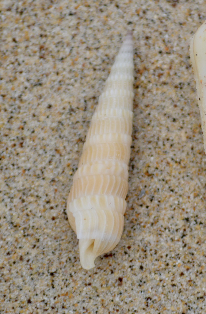 Auger Shells from Isla Santa Fé, Ecuador on January 02, 2013 at 10:08 ...