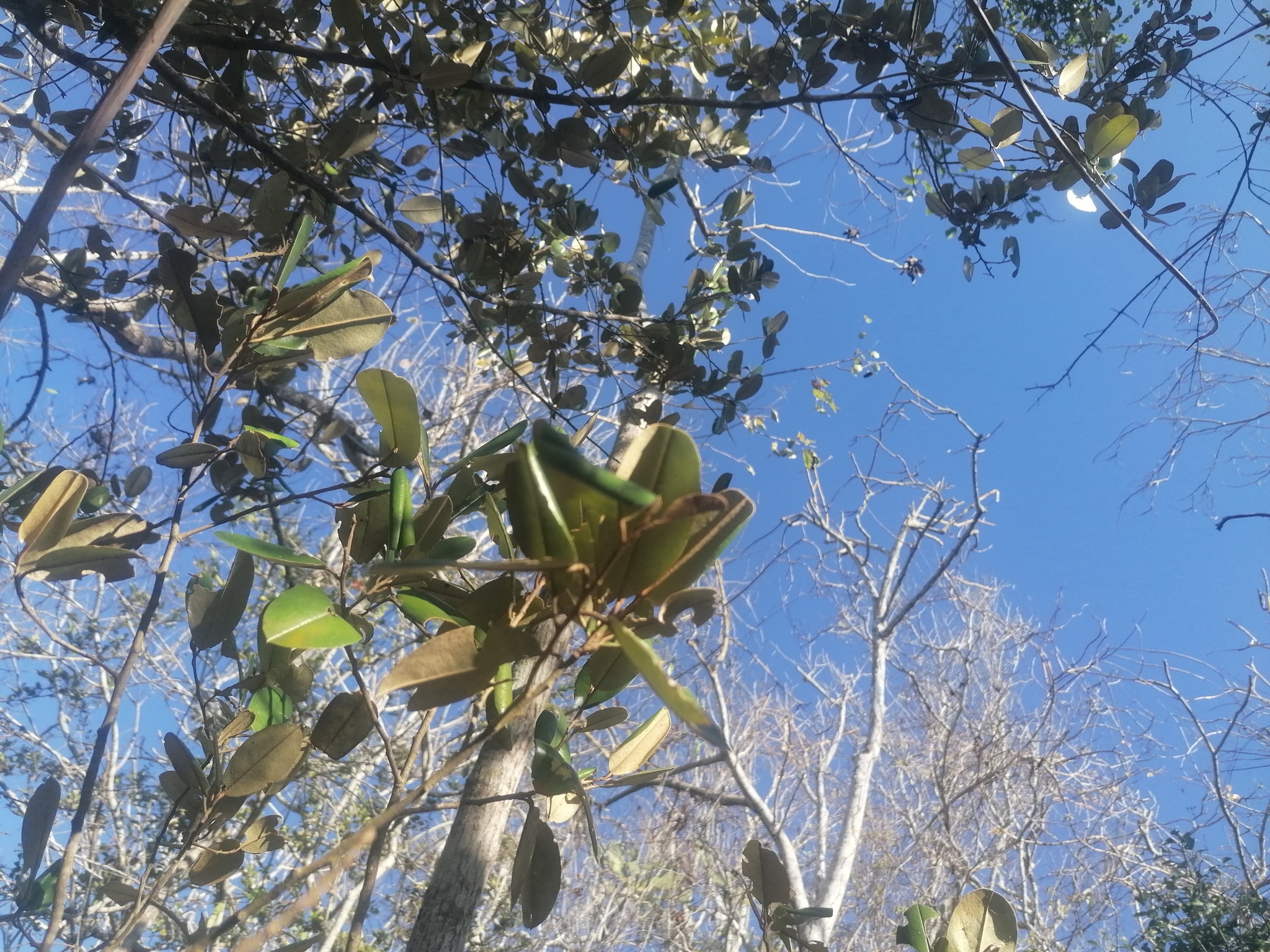 Quadrella indica (L.) Iltis & Cornejo