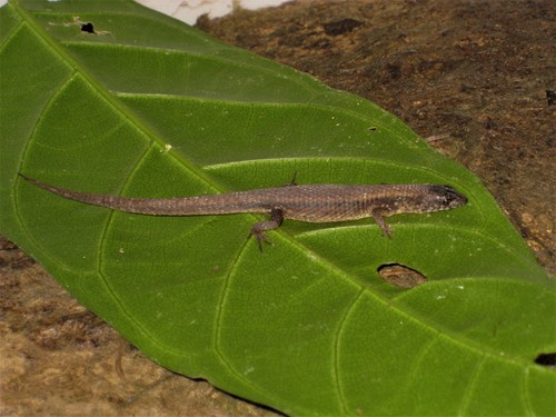 Striped Root Teju (Loxopholis percarinatum) · iNaturalist