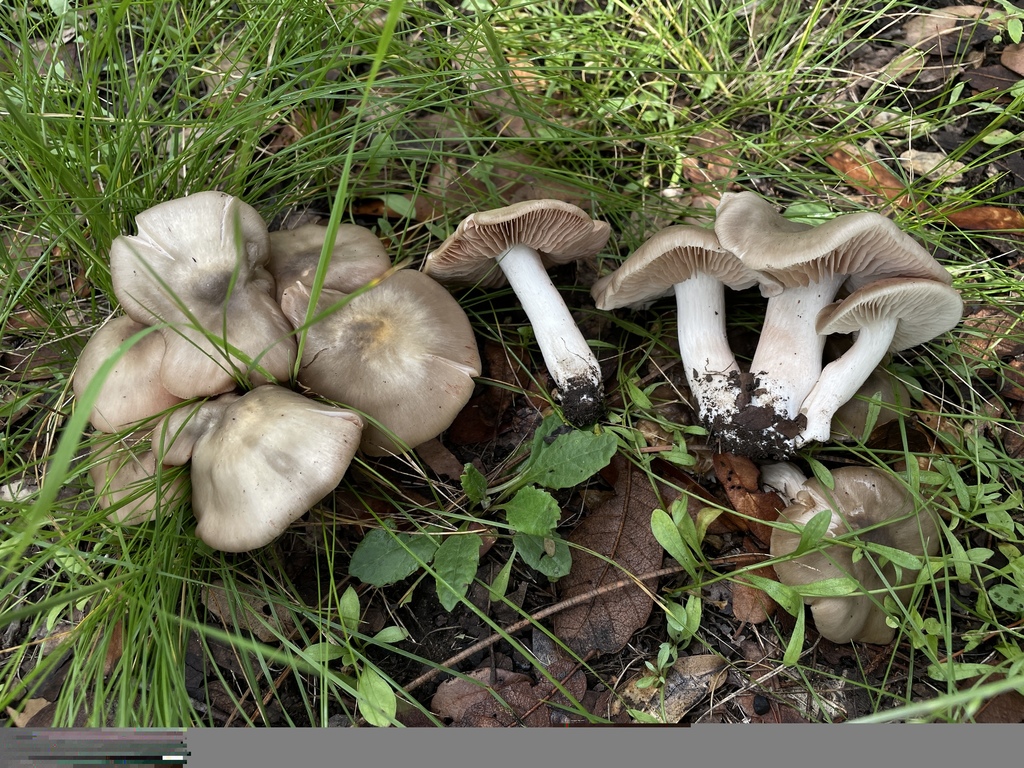 Pinkgills in August 2021 by Jonathan Frank · iNaturalist