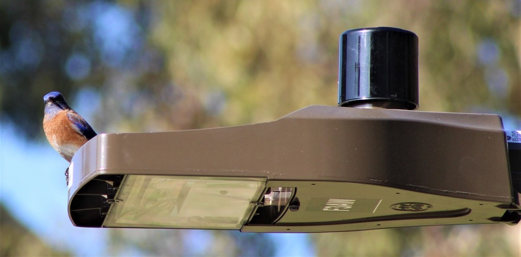 Western Bluebird from Mission Bay, San Diego, CA, USA on February 01 ...