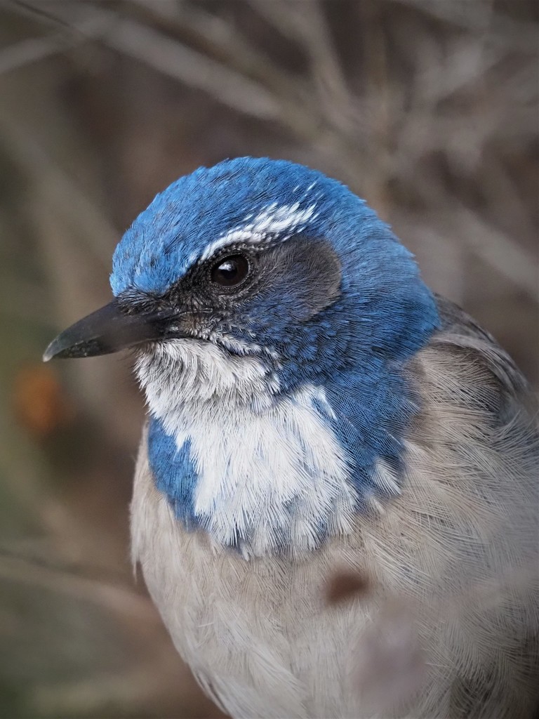 California Scrub-Jay from 275 Arlington Dr, Pasadena, CA 91105, USA on ...