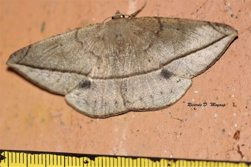 Oxydia nimbata · iNaturalist