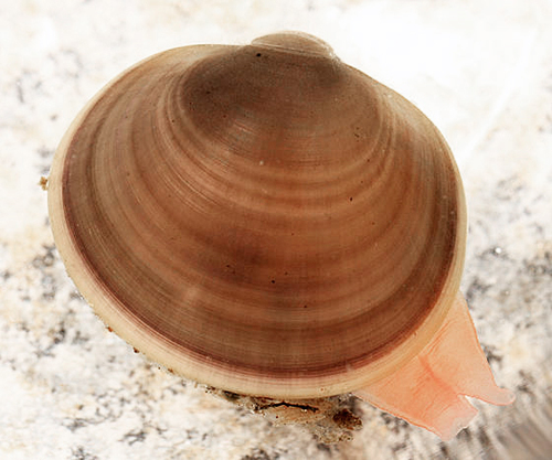 Lake Pea Clam (Musculium lacustre) wildspecies.ca