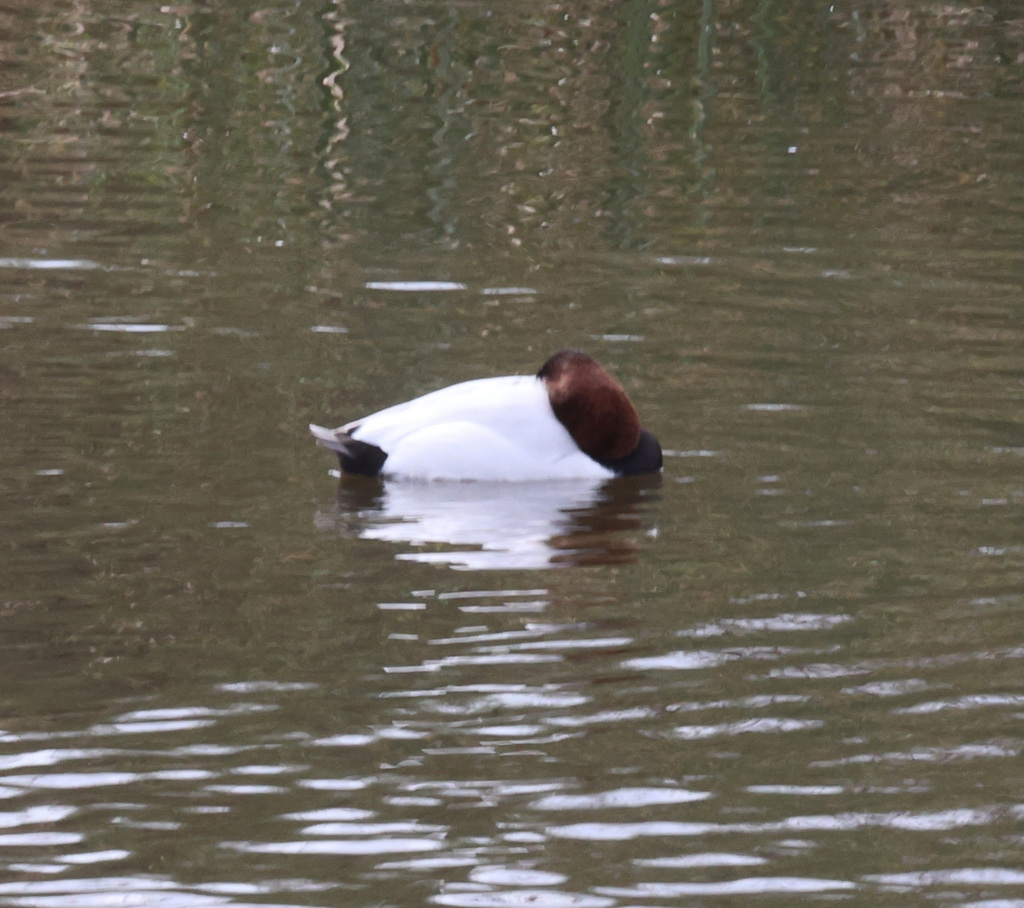 Canvasback from Kit Carson, Escondido, CA 92025, USA on February 01 ...