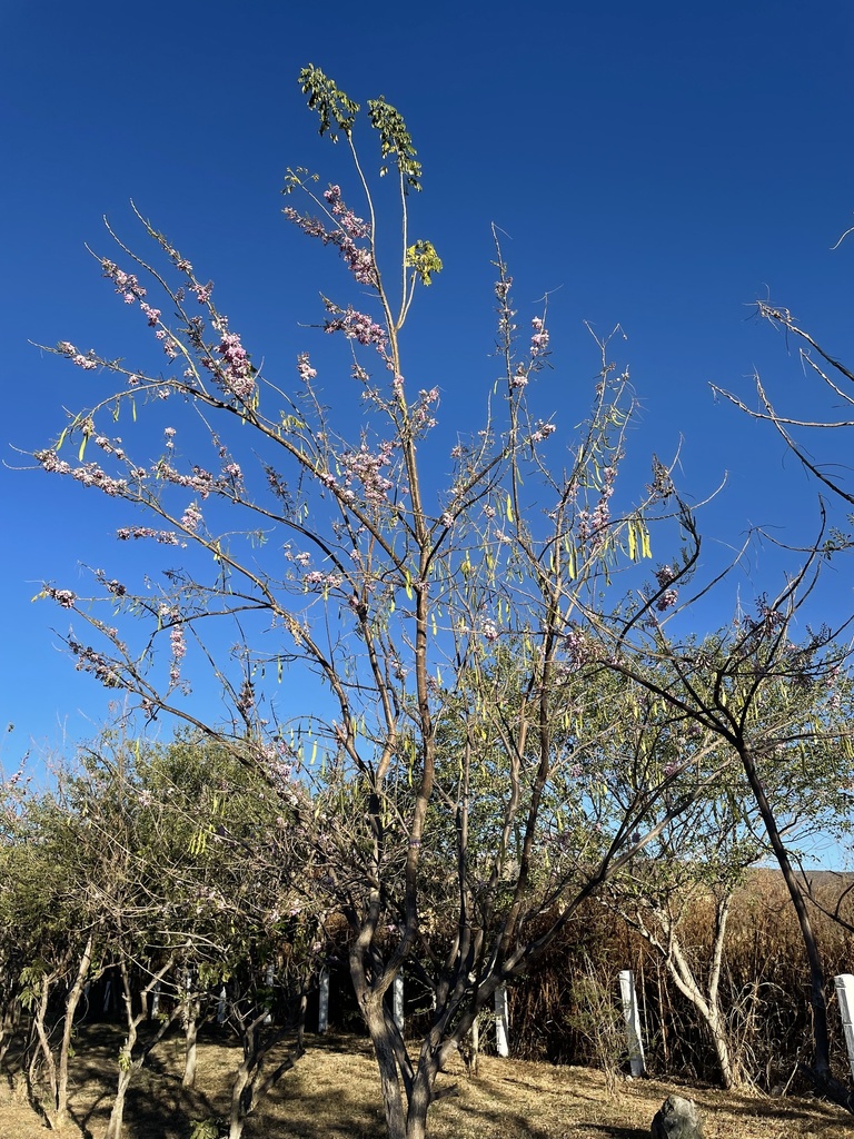 Fence Post Tree from Carretera Jala - Las Caleras, San Pedro Lagunillas ...