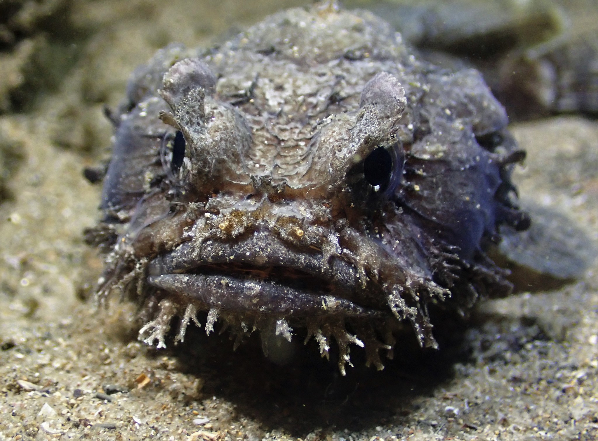 Batrachomoeus Ogilby, 1908