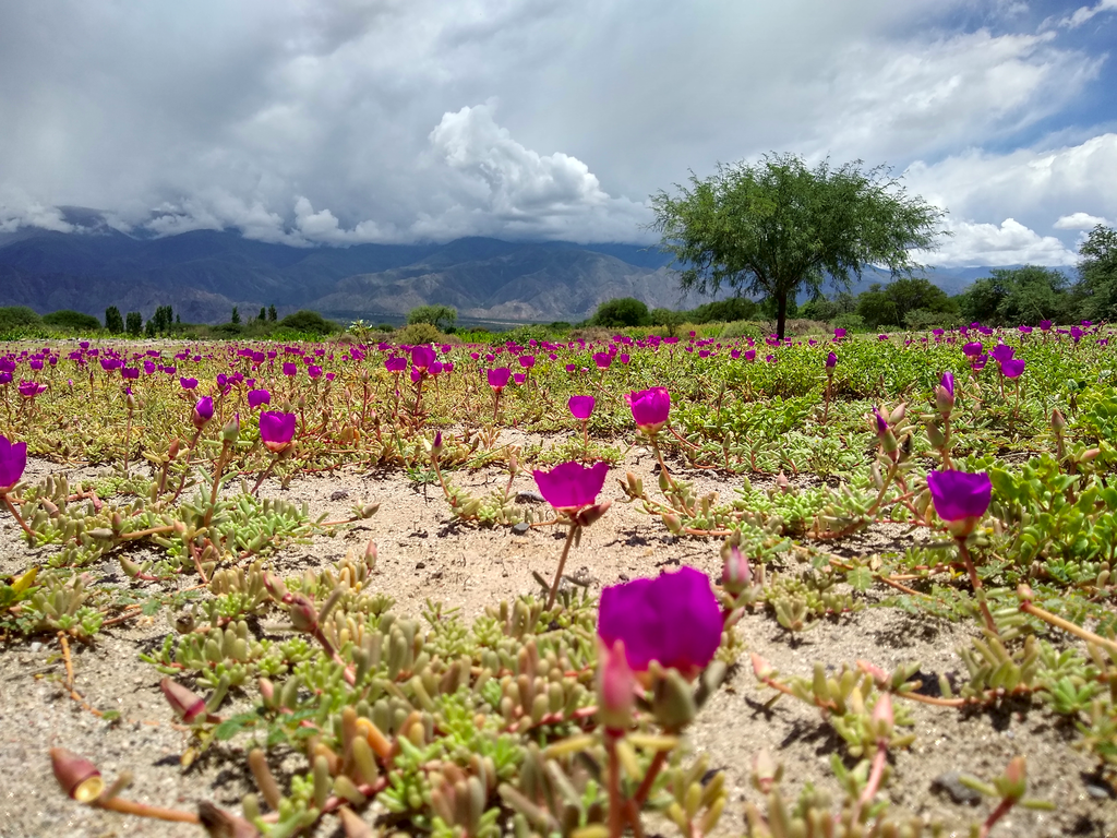 amor de un día (el otate) · iNaturalist