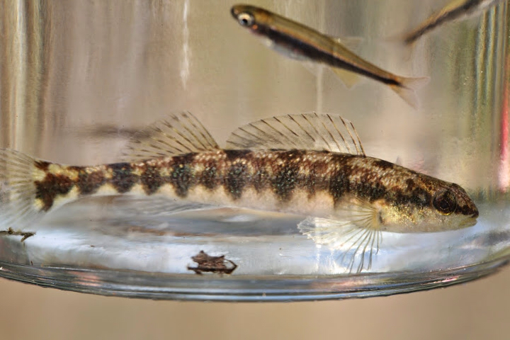 Blackbanded Darter (Percina nigrofasciata) - Marine Life Identification