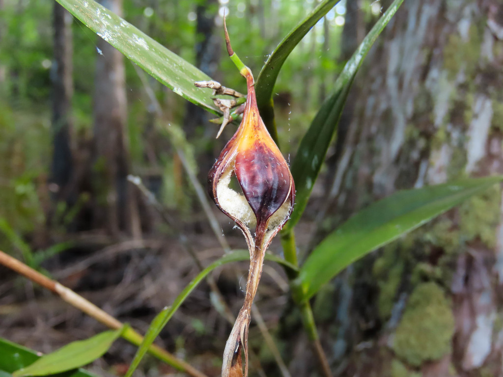 Night Scented Orchid in March 2021 by Alina Martin · iNaturalist